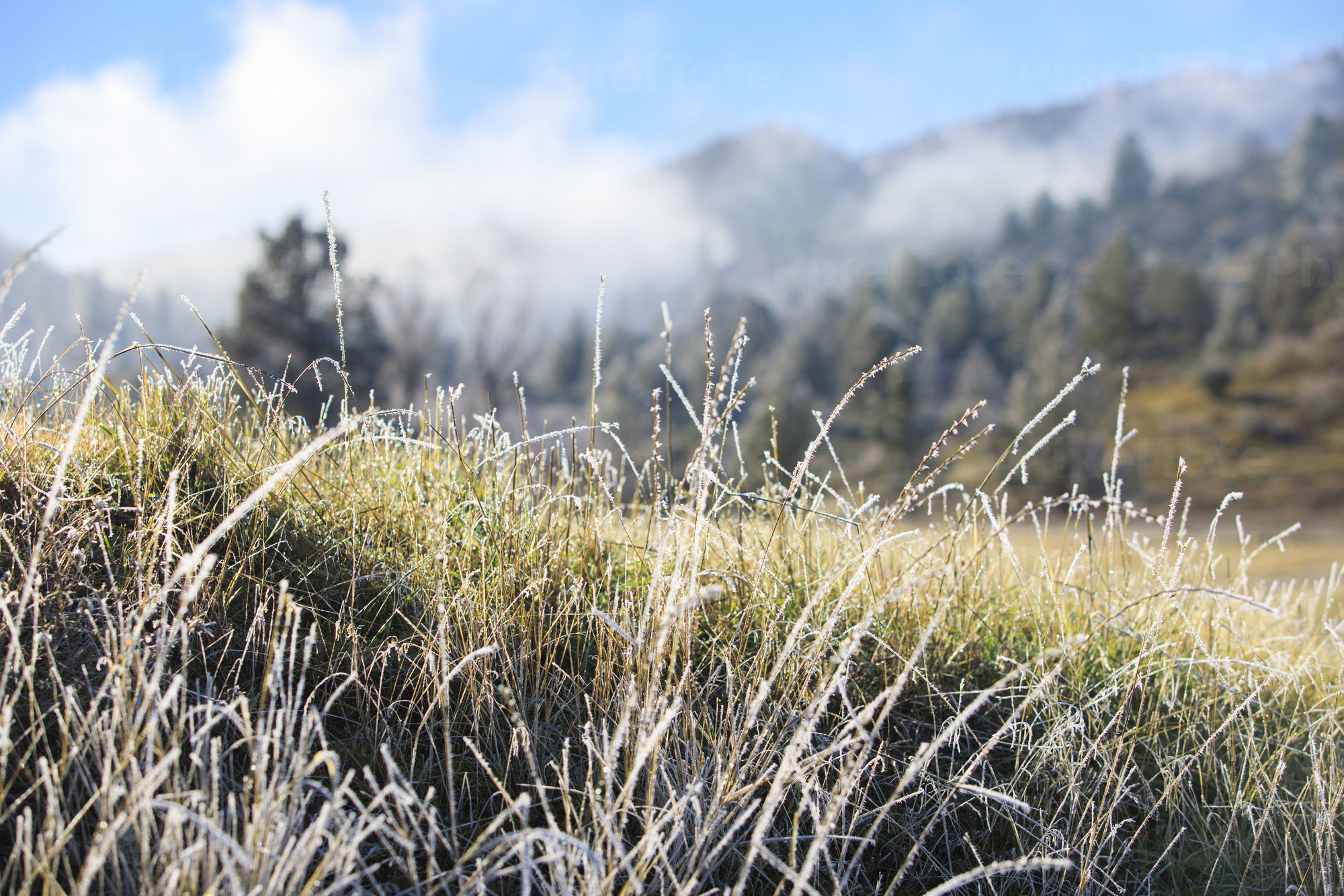 Morning Frost on a Patch of Grass Stock Photo - PixelTote