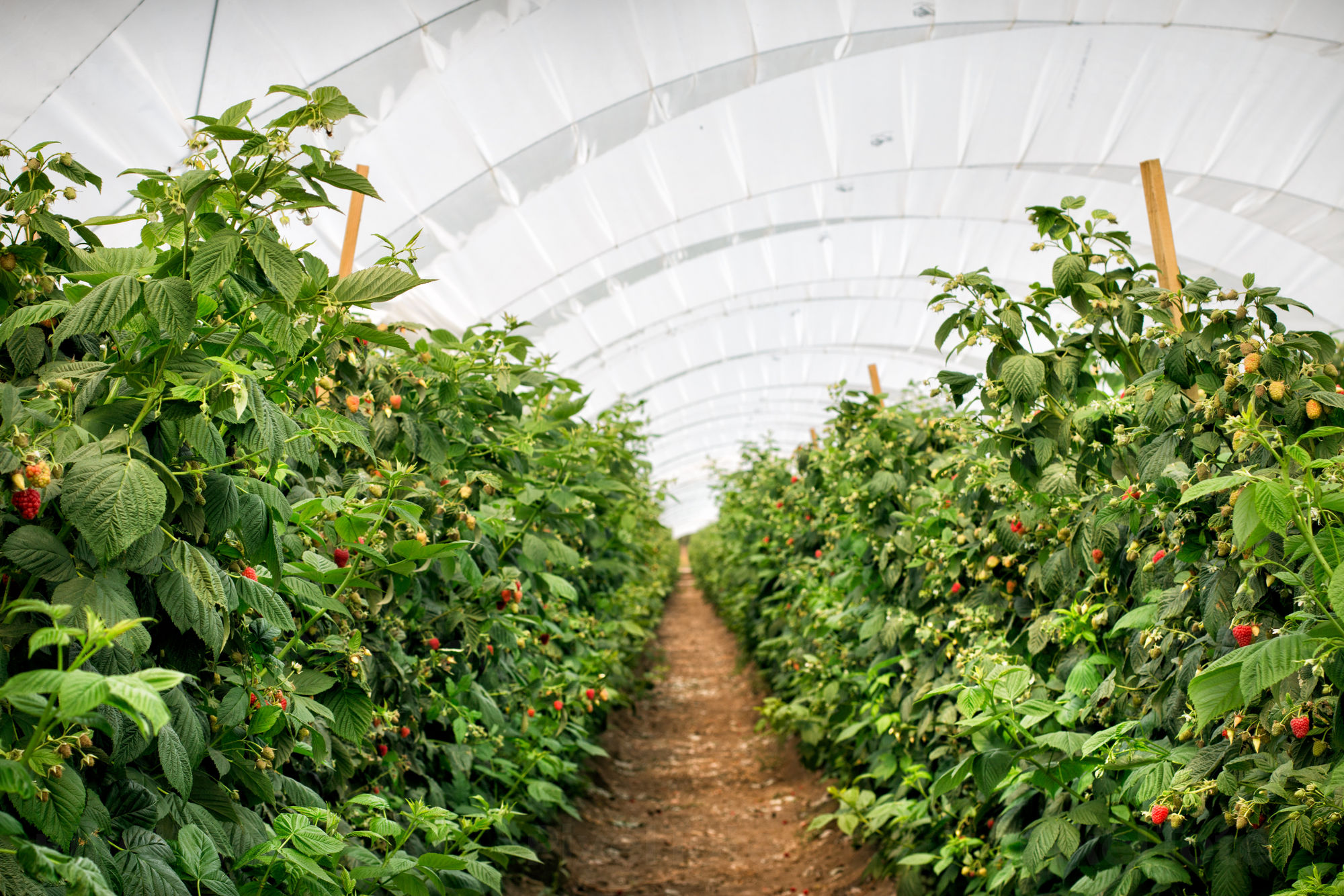 Between-The-Rows View of Raspberry Stock Photo - PixelTote