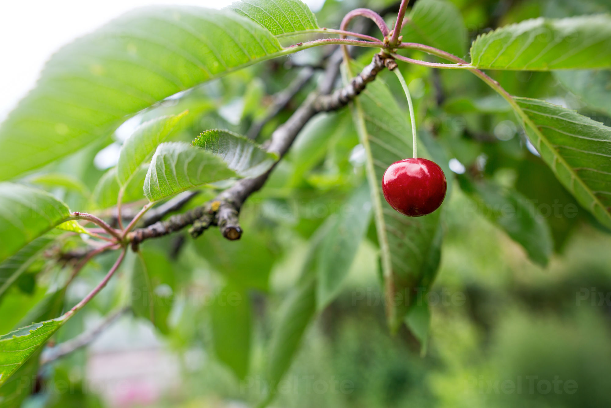 Single Ripe Cherry on a Cherry Stock Photo - PixelTote