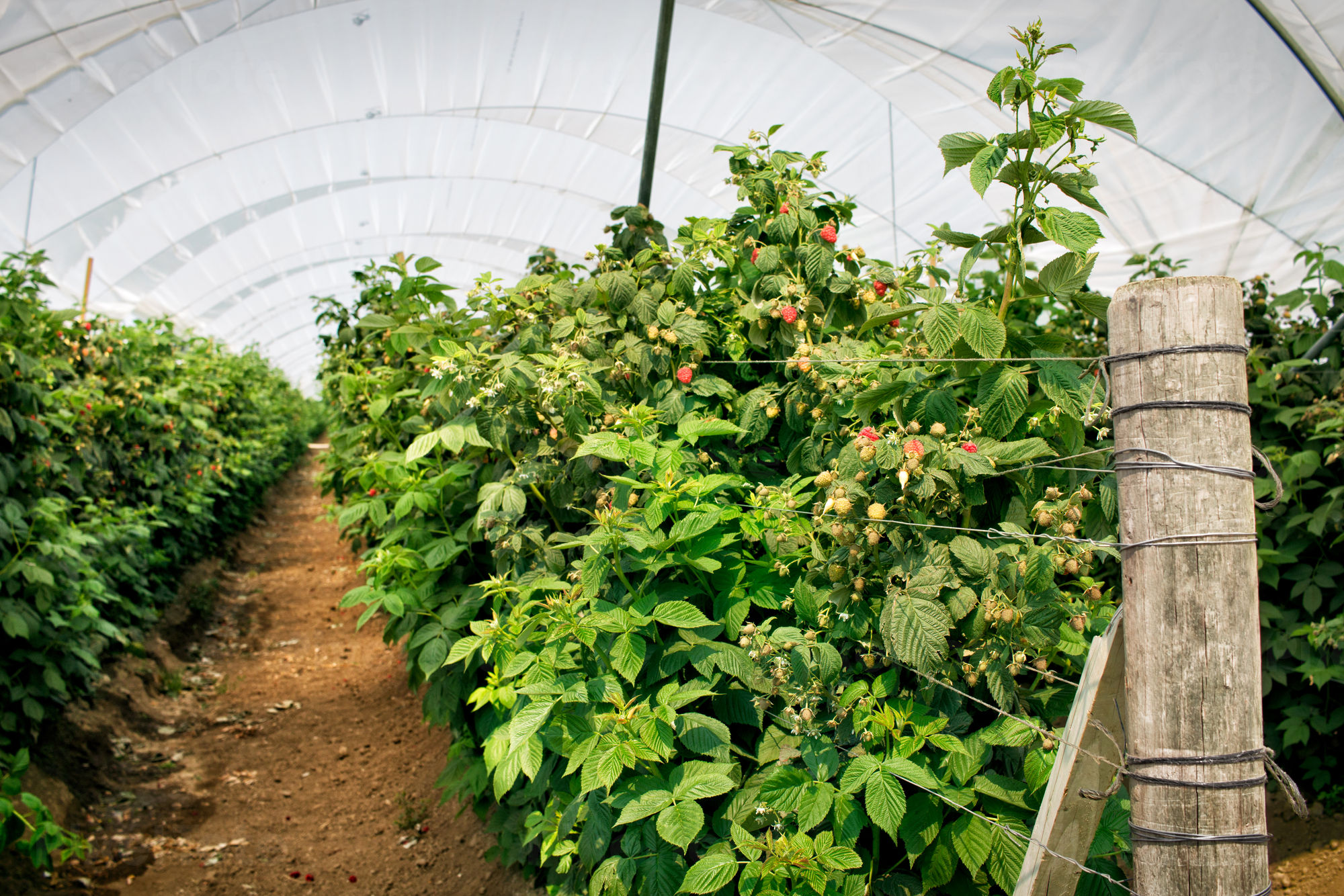 Raspberry Plant Growing