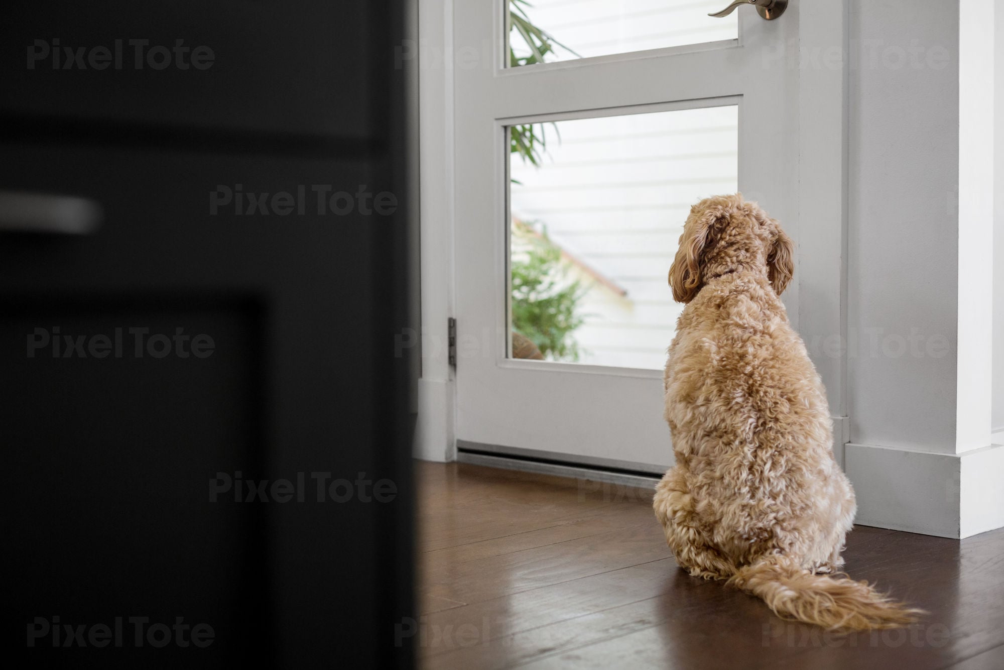 Goldendoodle Dog Sitting by a Stock Photo - PixelTote