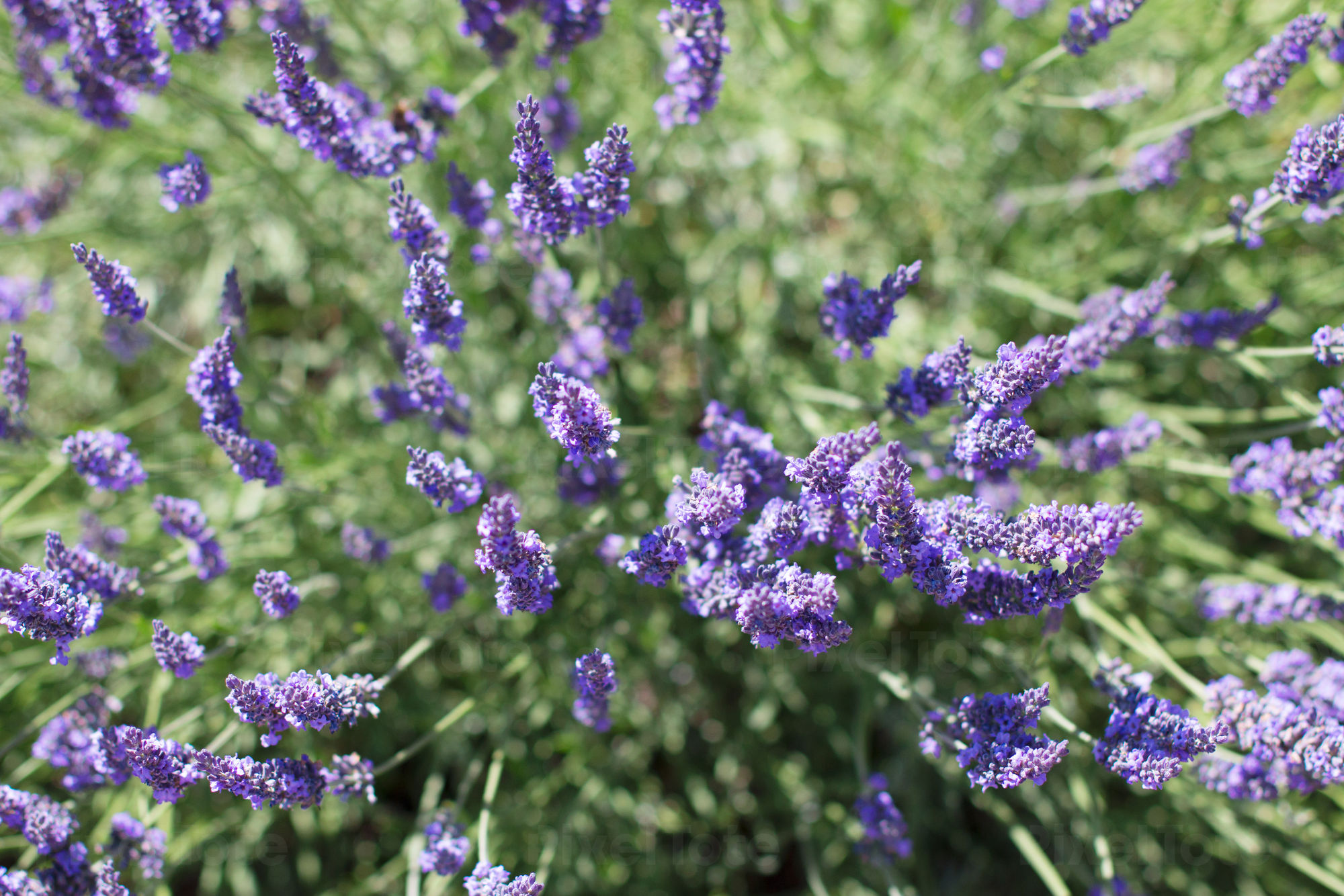 Close-Up of a Blooming Lavender Stock Photo - PixelTote