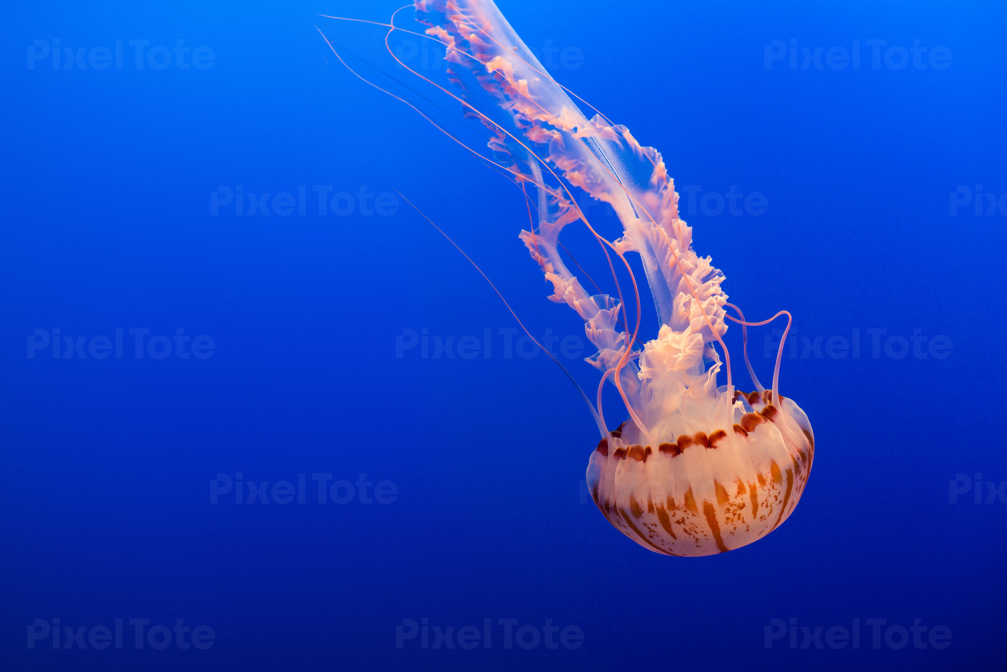 Jellyfish Floating in Water in Stock Photo - PixelTote