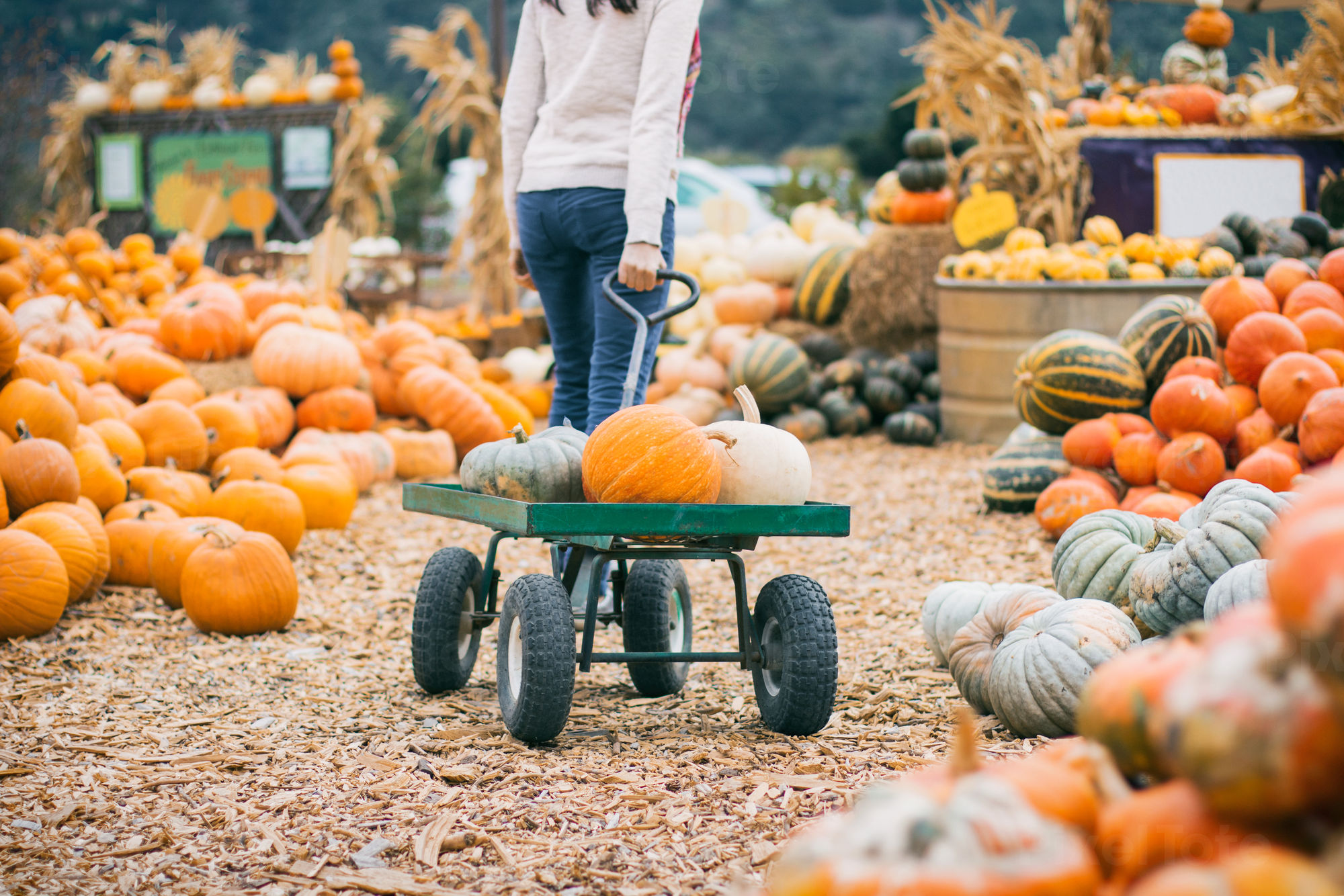 Woman Pulling a Cart with Pumpkins Stock Photo - PixelTote