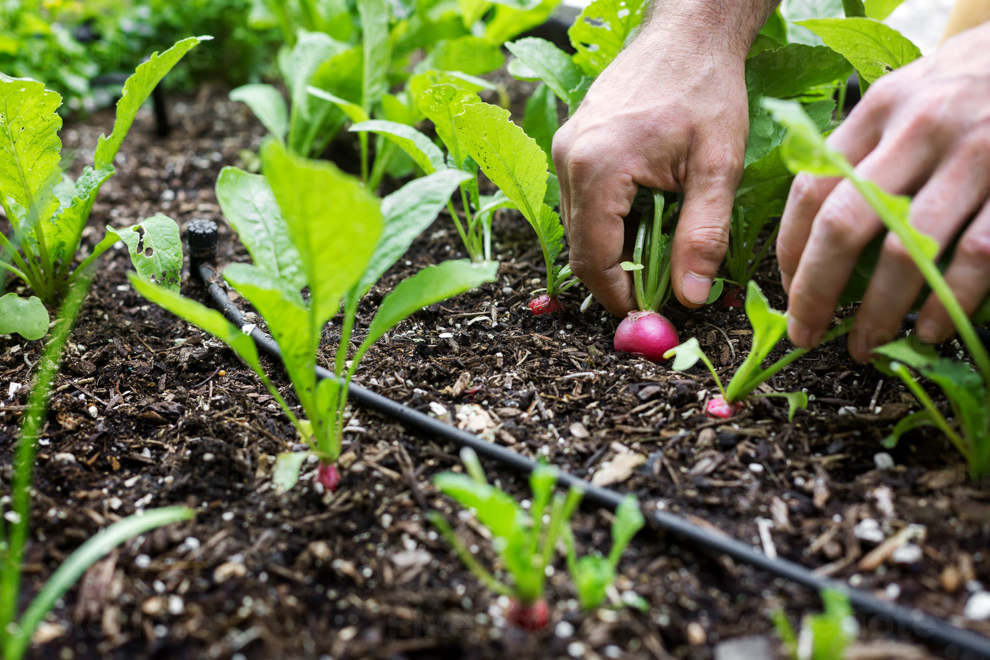 Hands of a Man Pulling a Radish Stock Photo - PixelTote