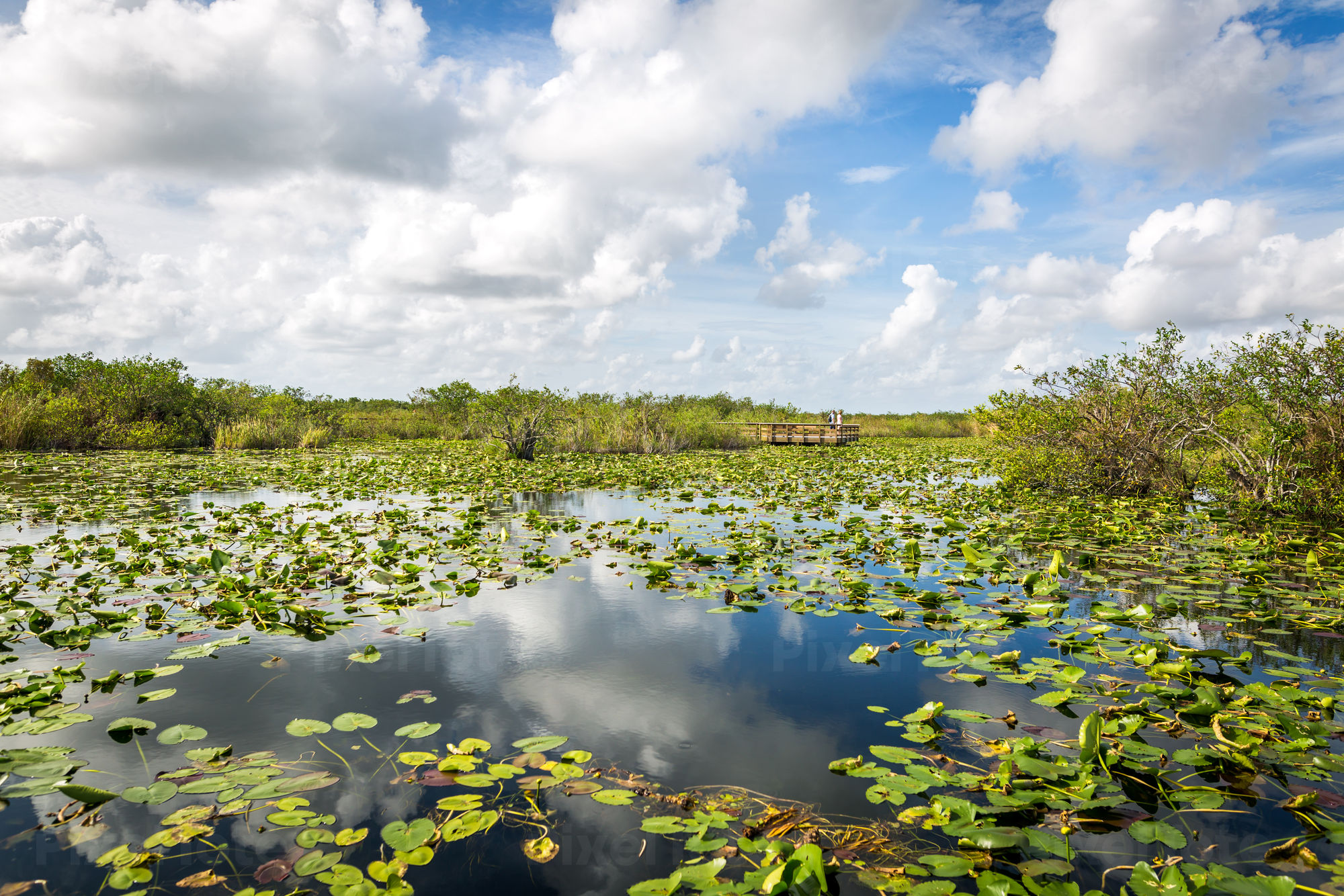 Viewing Platform in a Marsh with Stock Photo - PixelTote