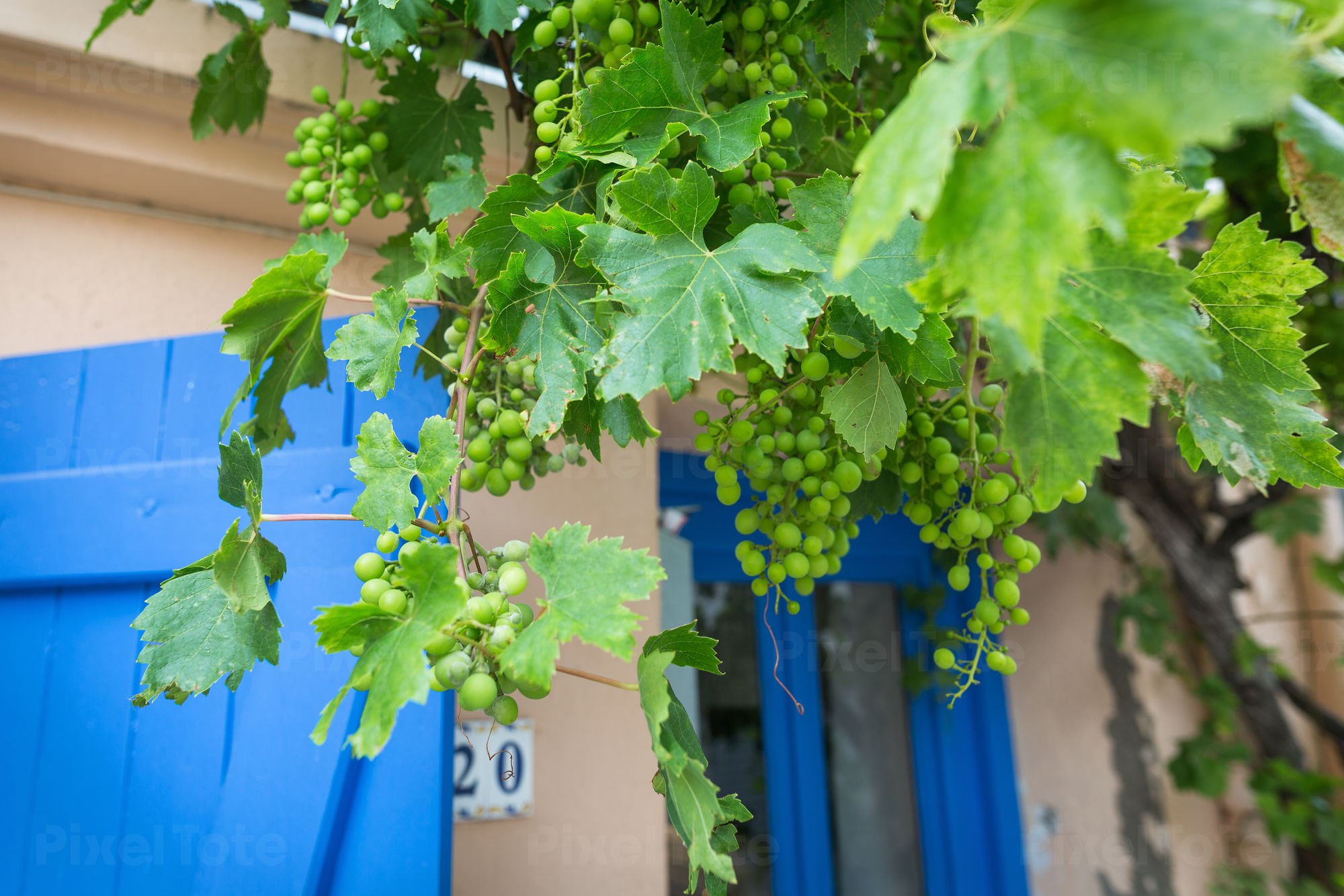 Wine Grapes Growing on a House Stock Photo - PixelTote