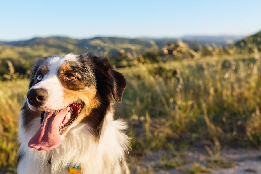 Portrait of an Australian Shepherd Stock Photo - PixelTote