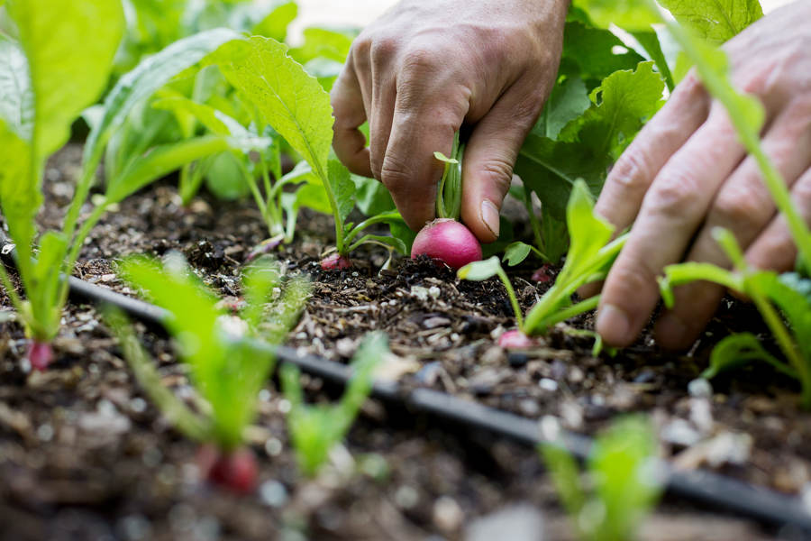 Close-Up of a Man Pulling a Radish Stock Photo - PixelTote