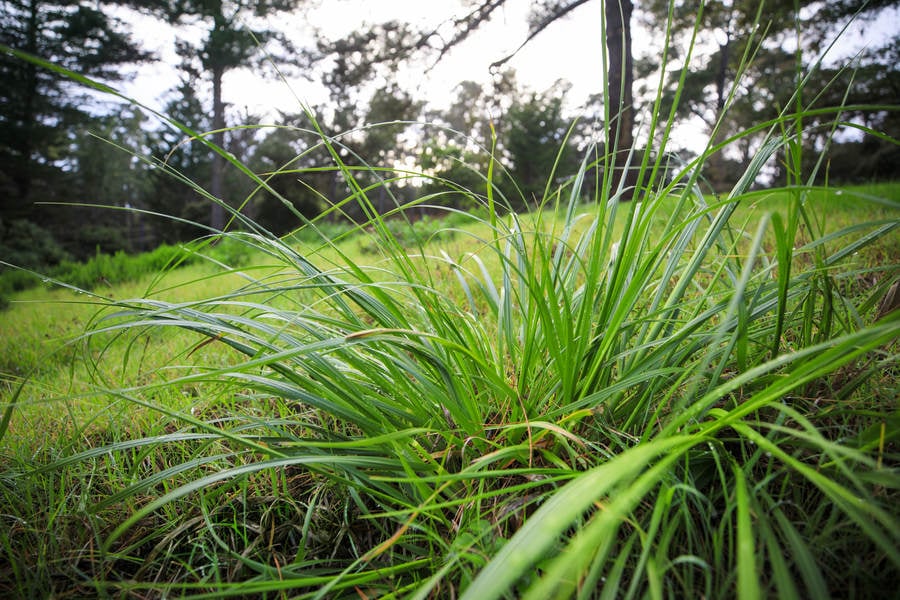 Ground-Level View of a Green Grass with Morning Dew on Its Blades Stock ...