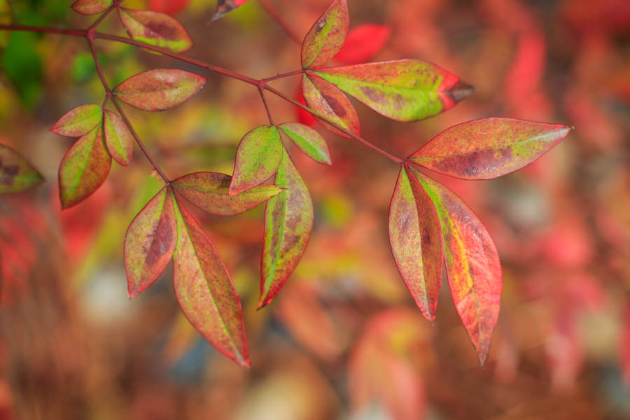 Close-Up View of Colorful Leaves Stock Photo - PixelTote
