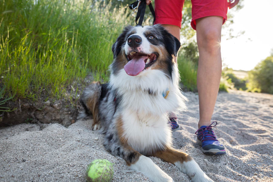 Australian Shepherd Dog Resting Stock Photo - PixelTote