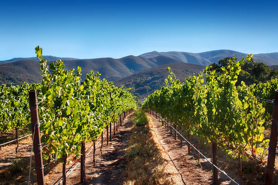 Rows of Grape Vines in a Vineyard Stock Photo - PixelTote